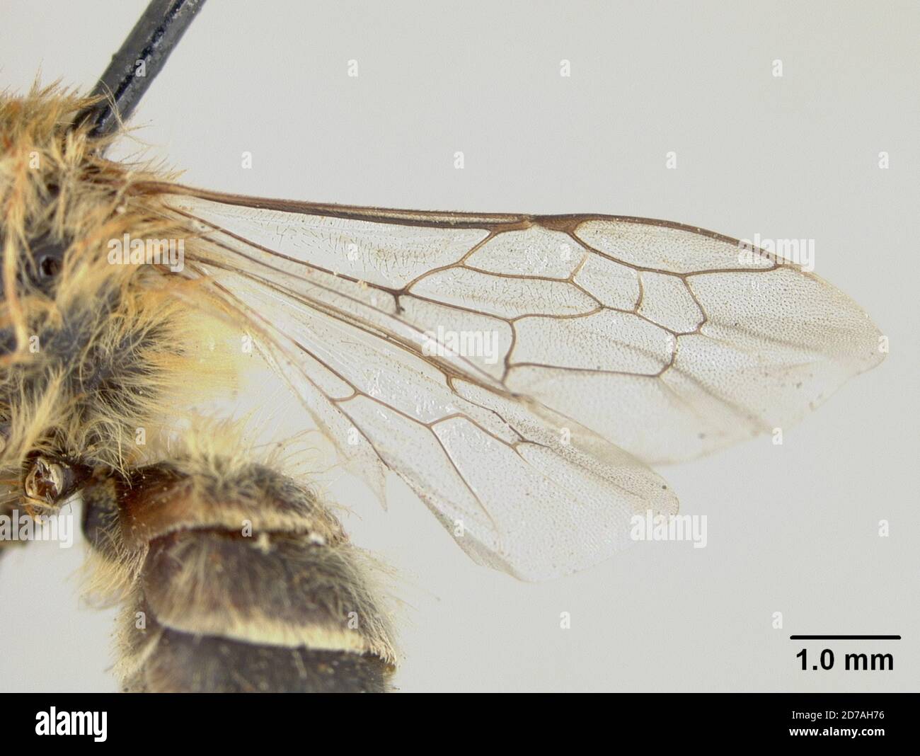 Pinned, La Paz, Bolivia, La Paz, Bolivia, Diphaglossa spinolae Crawford ...