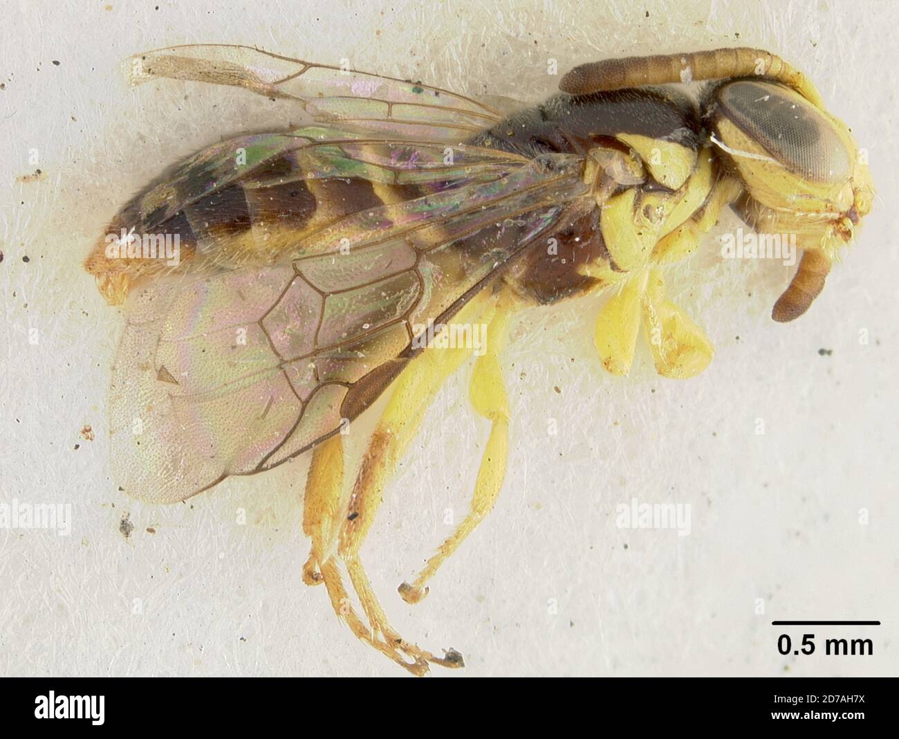 Pinned, New South Wales, Australia, Pachyprosopis humeralis Cockerell ...