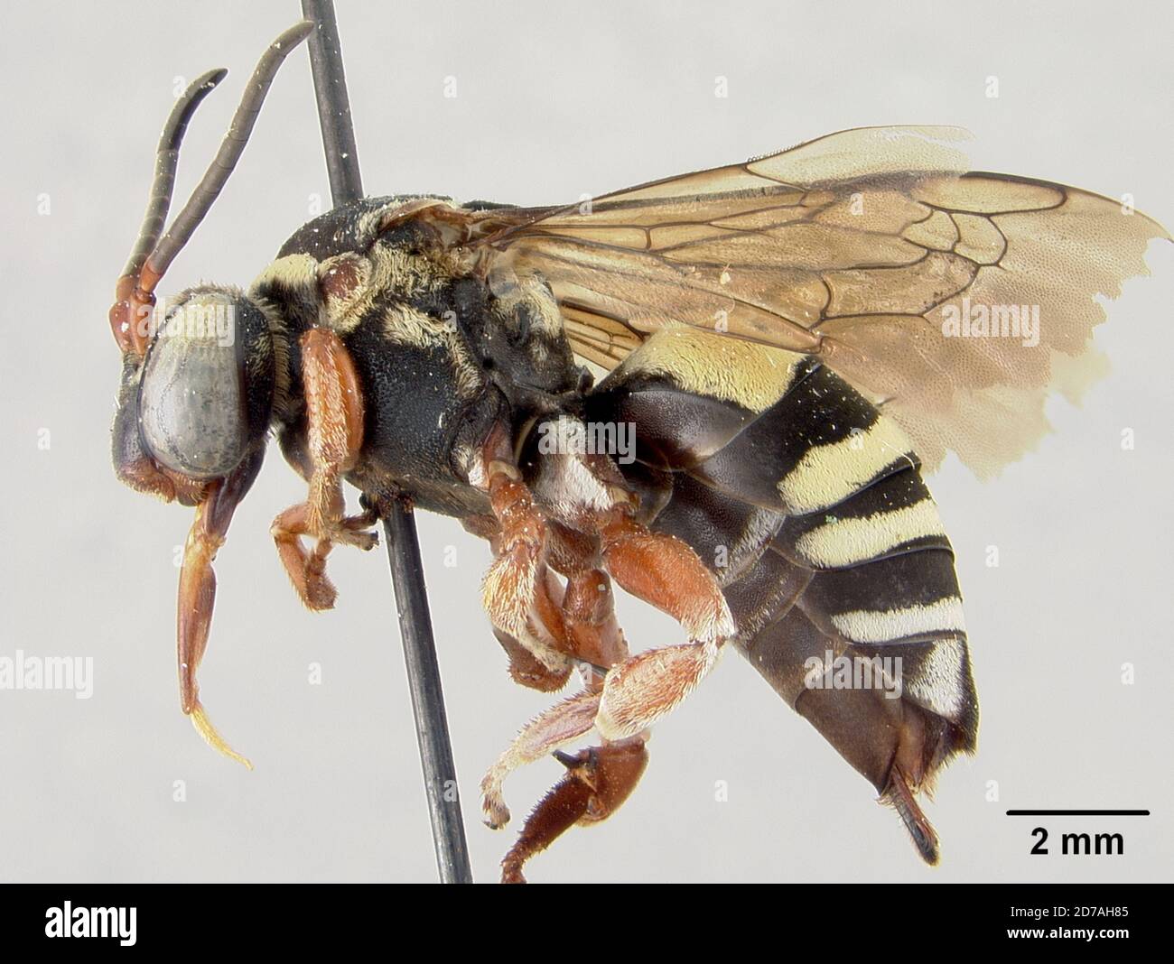 Triepeolus quadrifasciatus atlanticus mitchell hi-res stock photography ...