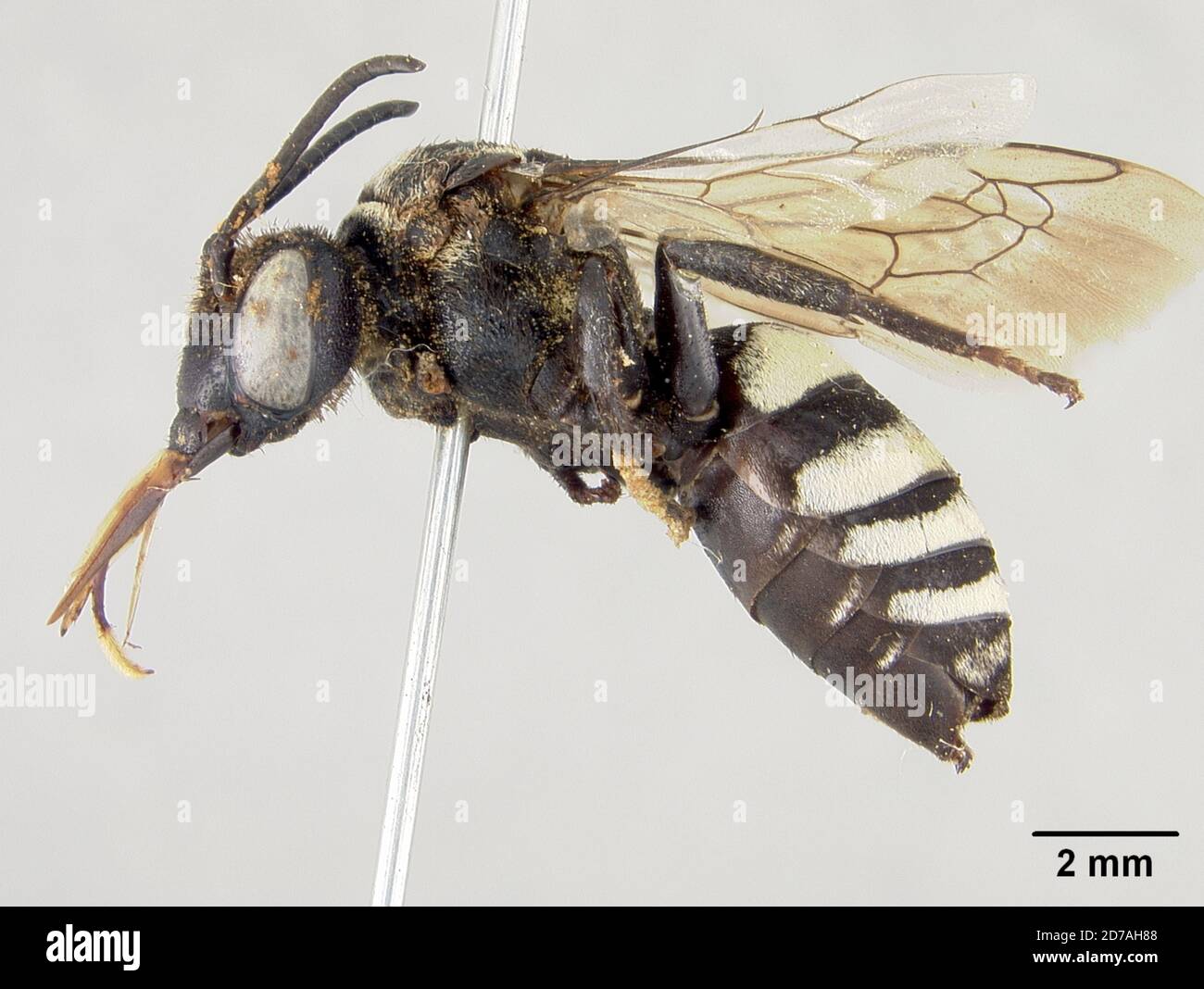 Epeolus dakotensis stevens hi-res stock photography and images - Alamy