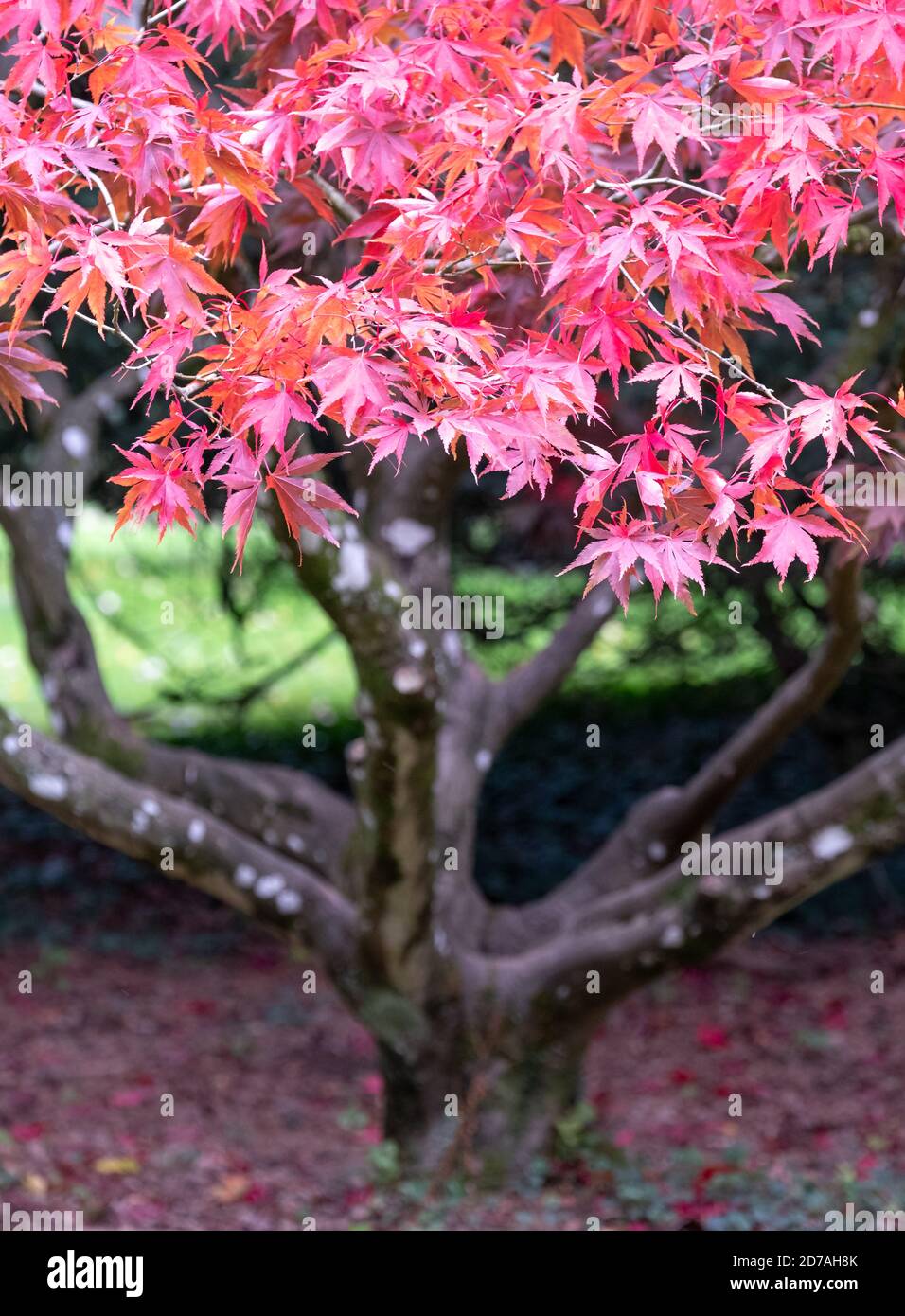 Autumn colours. Acer and maple trees in a blaze of colour, photographed ...