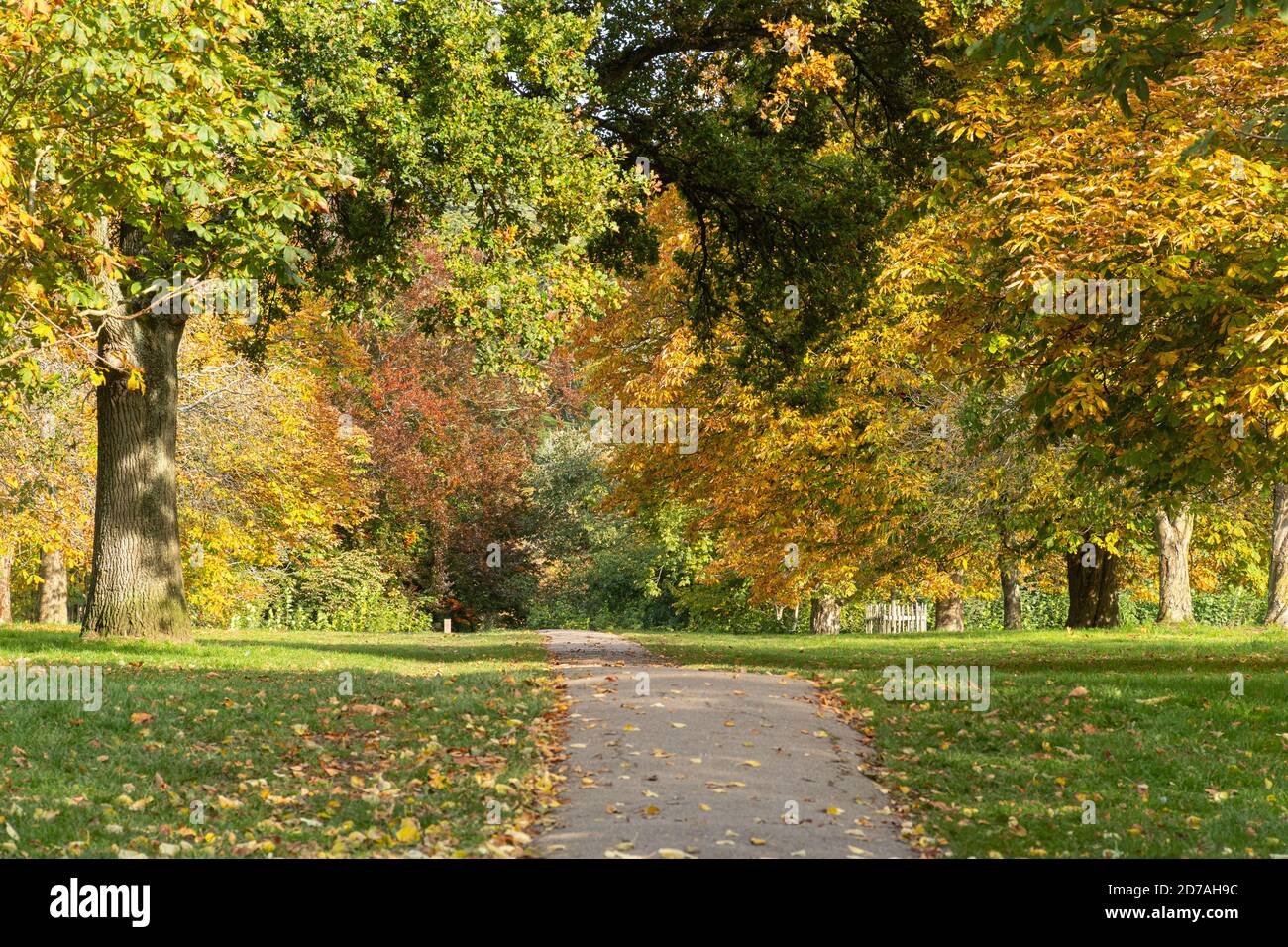View of Farnham Park in Surrey, UK, during autumn fall october Stock ...