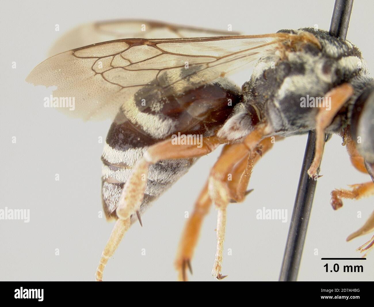 Triepeolus norae cockerell hi-res stock photography and images - Alamy