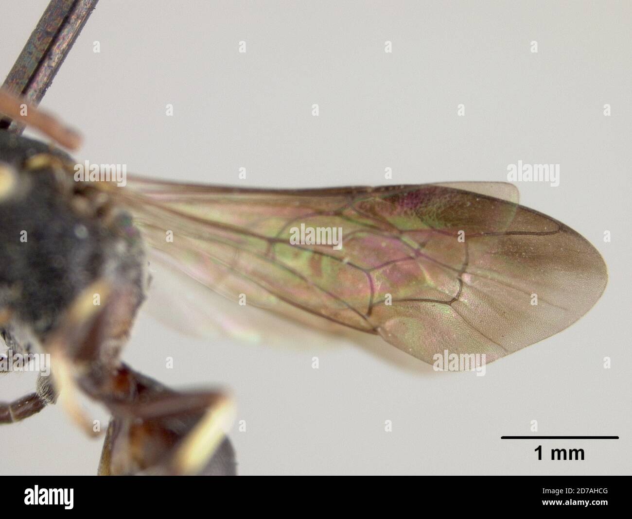 Pinned, Honduras, Prosopis albifrontella Cockerell, 1949, Animalia ...