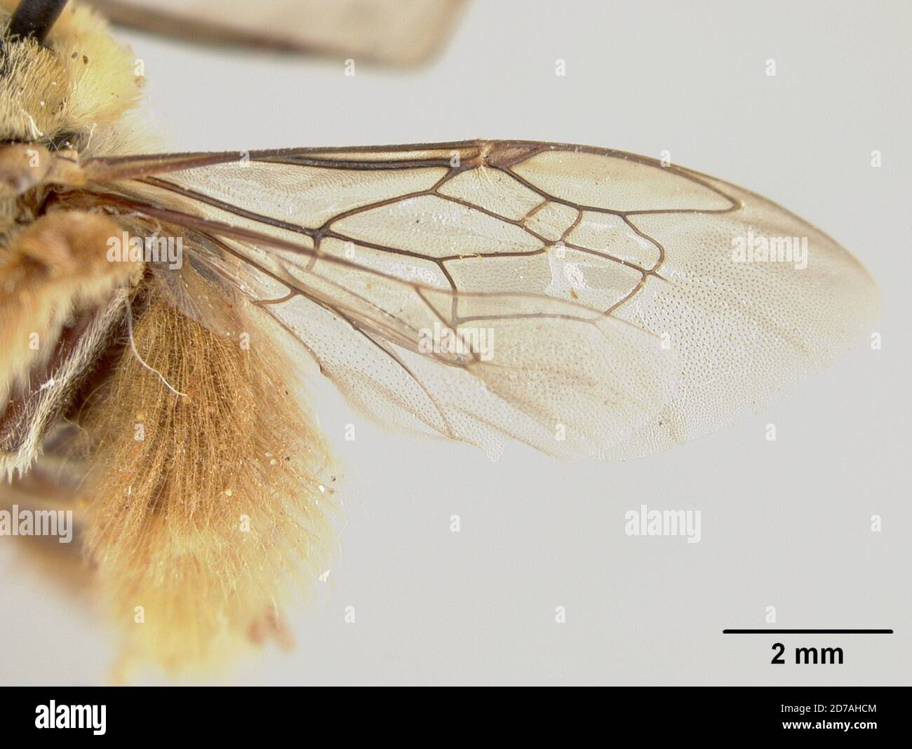 Diadasia australis knabiana cockerell hi-res stock photography and ...