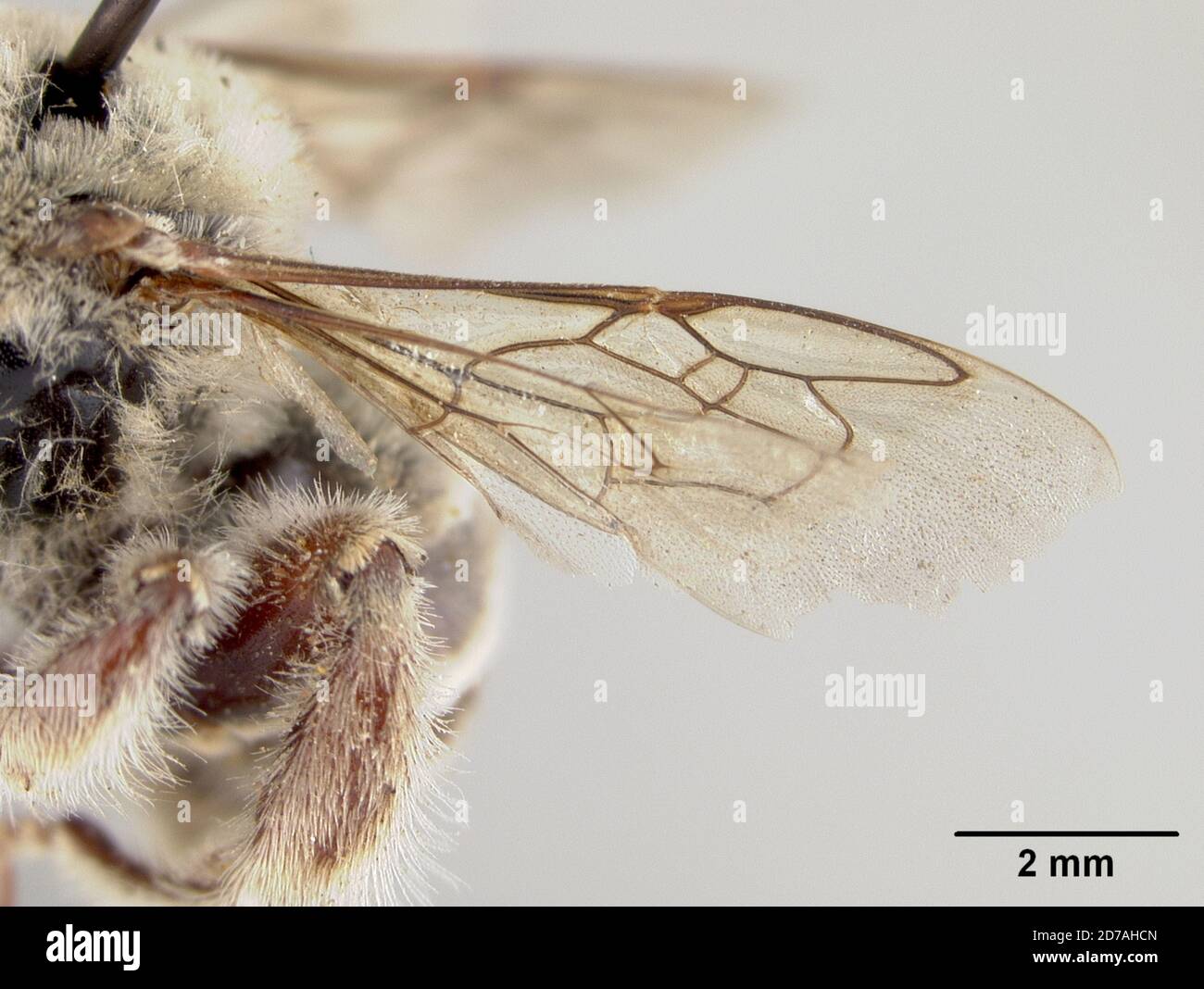 Diadasia piercei cockerell hi-res stock photography and images - Alamy