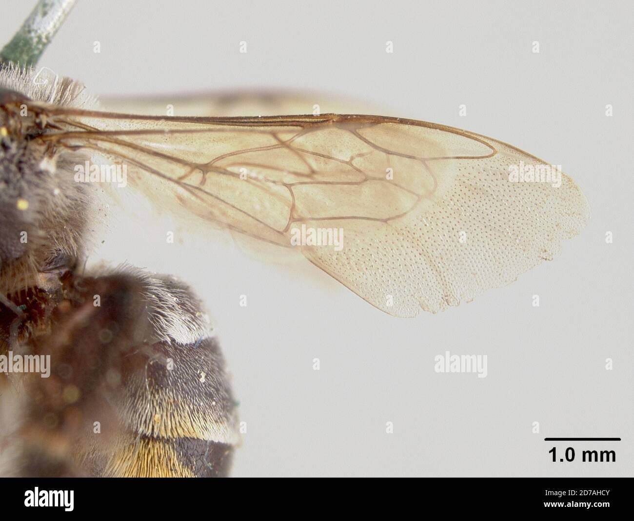 Pinned, Carcaraña, Sante Fe, Argentina, Ptilothrix heterochroa ...