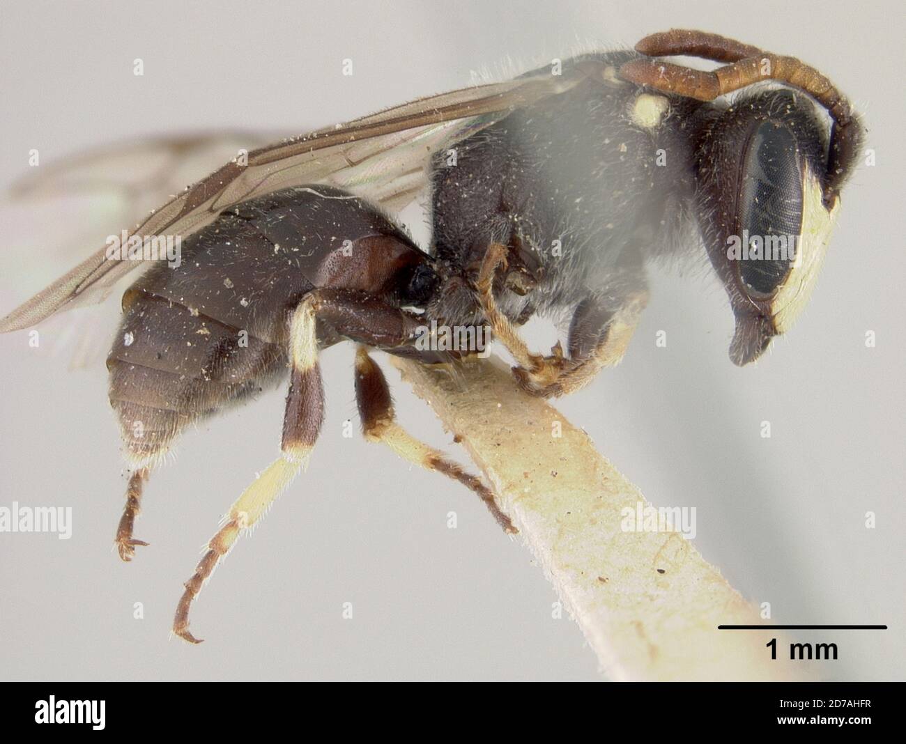 Pinned, Colorado, United States, Prosopis coloradensis Cockerell, 1896 ...