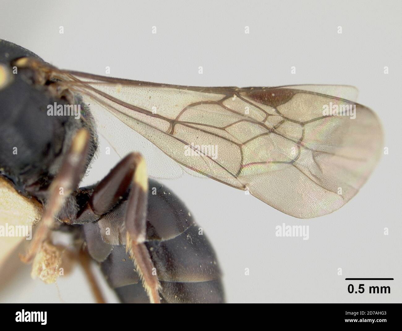 Pinned, San Bernardino, Cordillera, Paraguay, Prosopis flavohumeralis ...