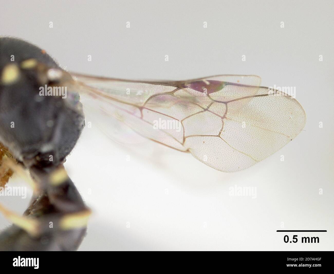 Pinned, Sri Lanka, Anu. Dist., Hunuwilagama, Anuradhapura, Sri Lanka ...