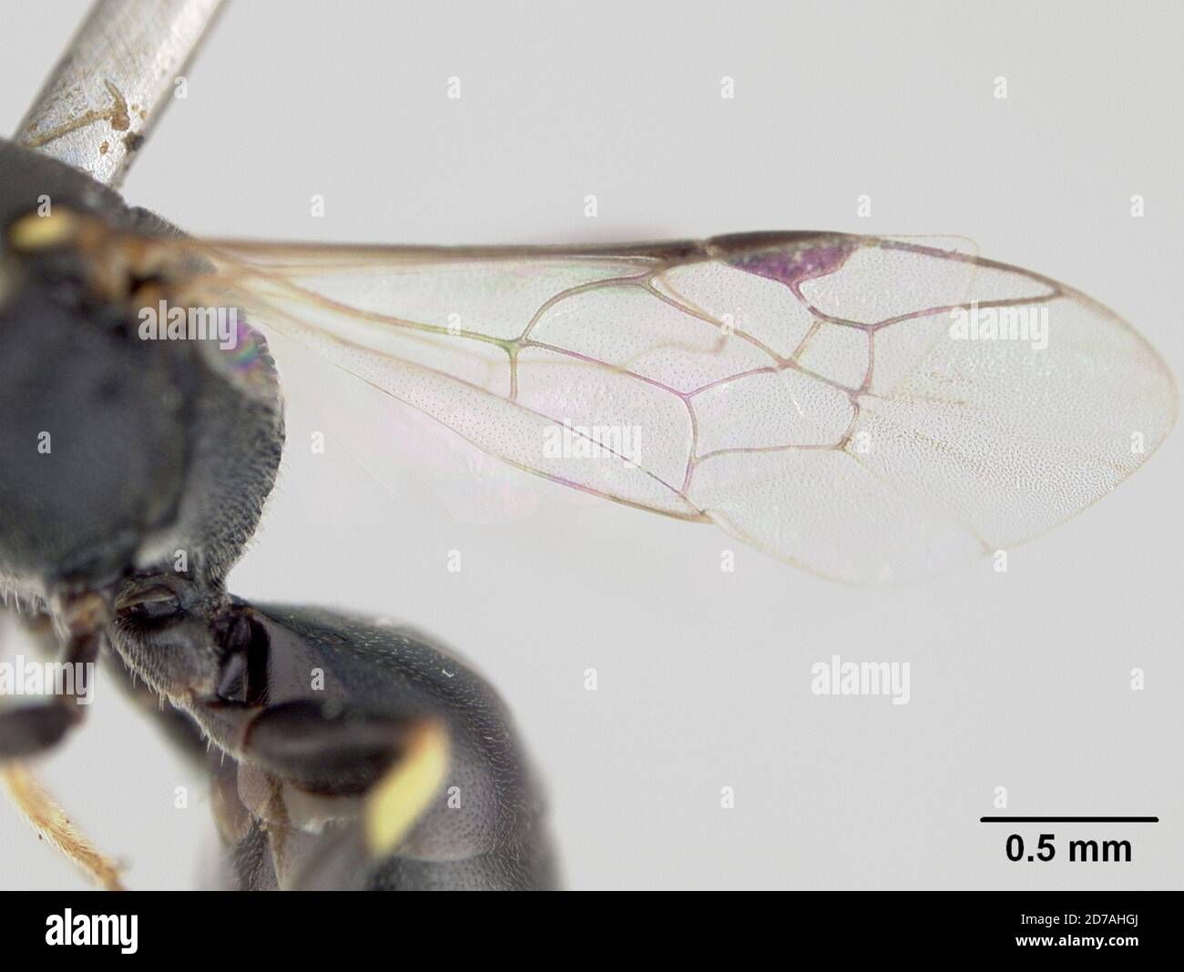 pinned, Sri Lanka: Anu.Dist. Hunuwilagama, Sri Lanka, Hylaeus ...