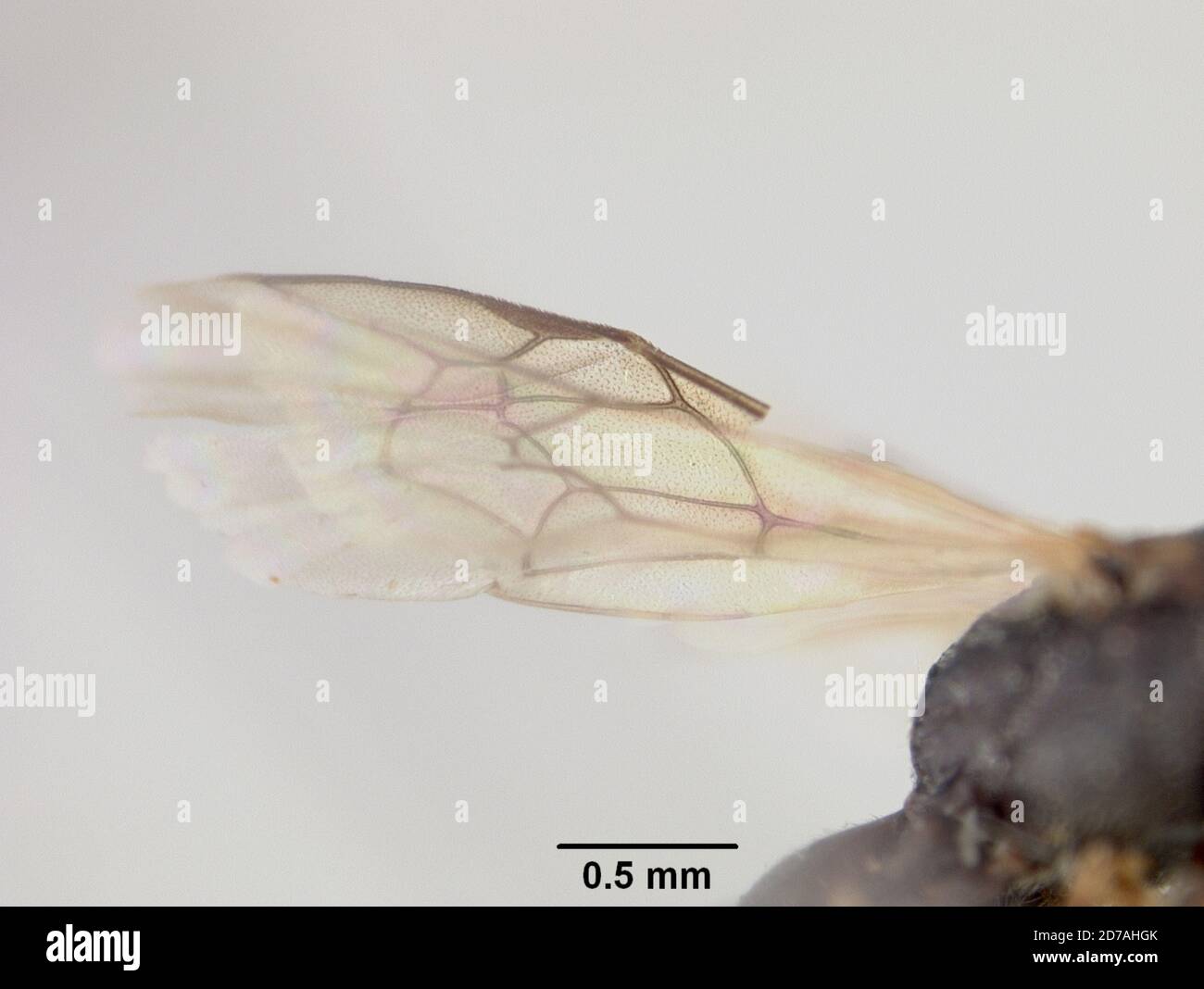 Prosopis digitatus cockerell hi-res stock photography and images - Alamy