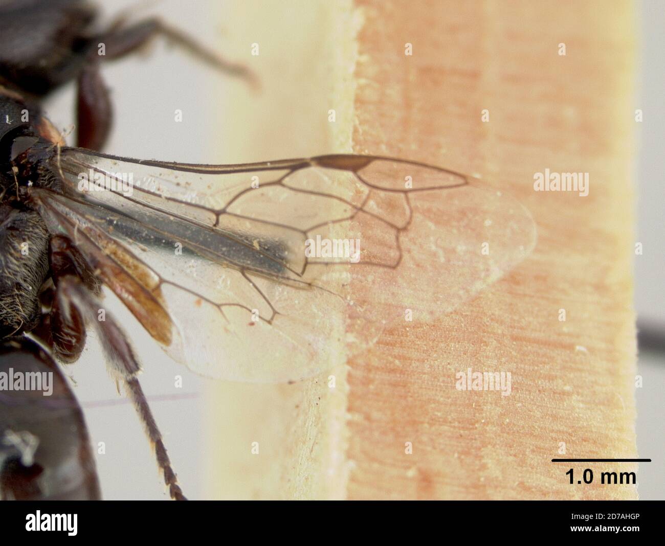 Prosopis guamensis cockerell hi-res stock photography and images - Alamy