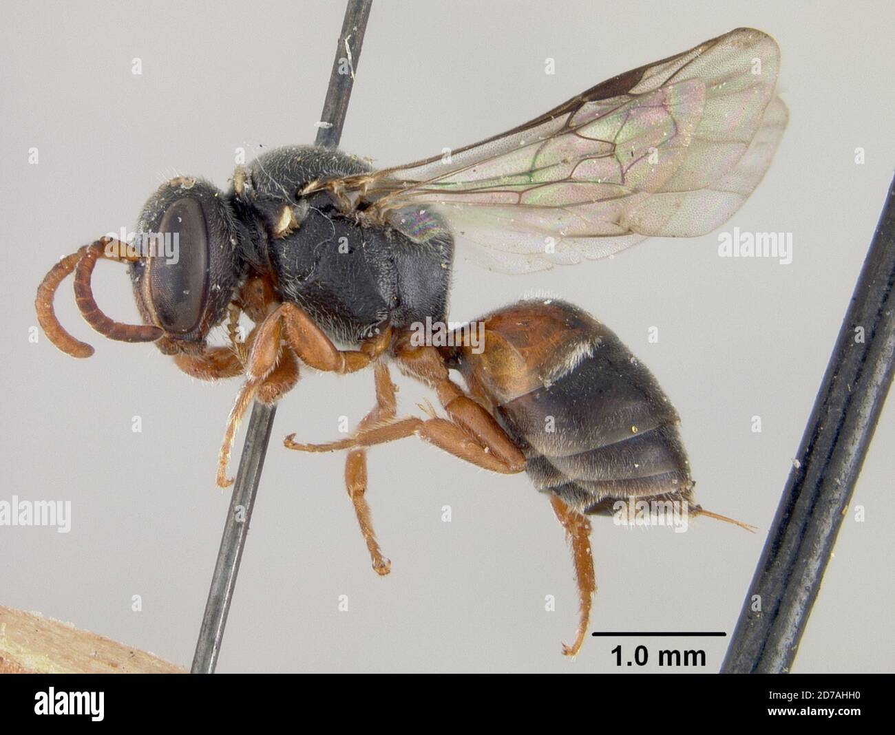 1960 animalia hi-res stock photography and images - Alamy