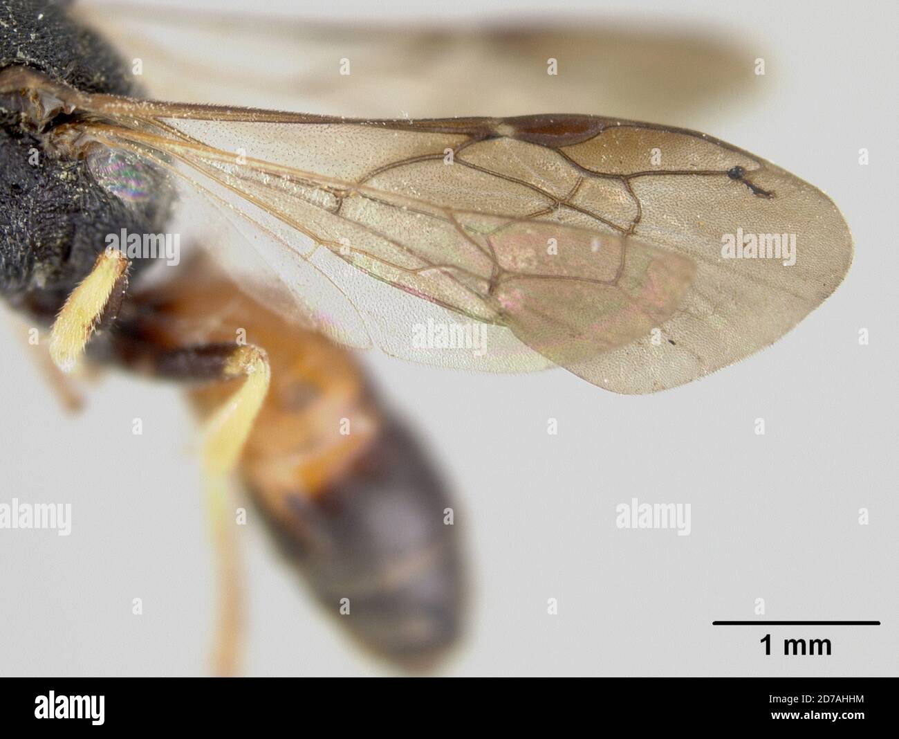 1951 animalia hi-res stock photography and images - Alamy