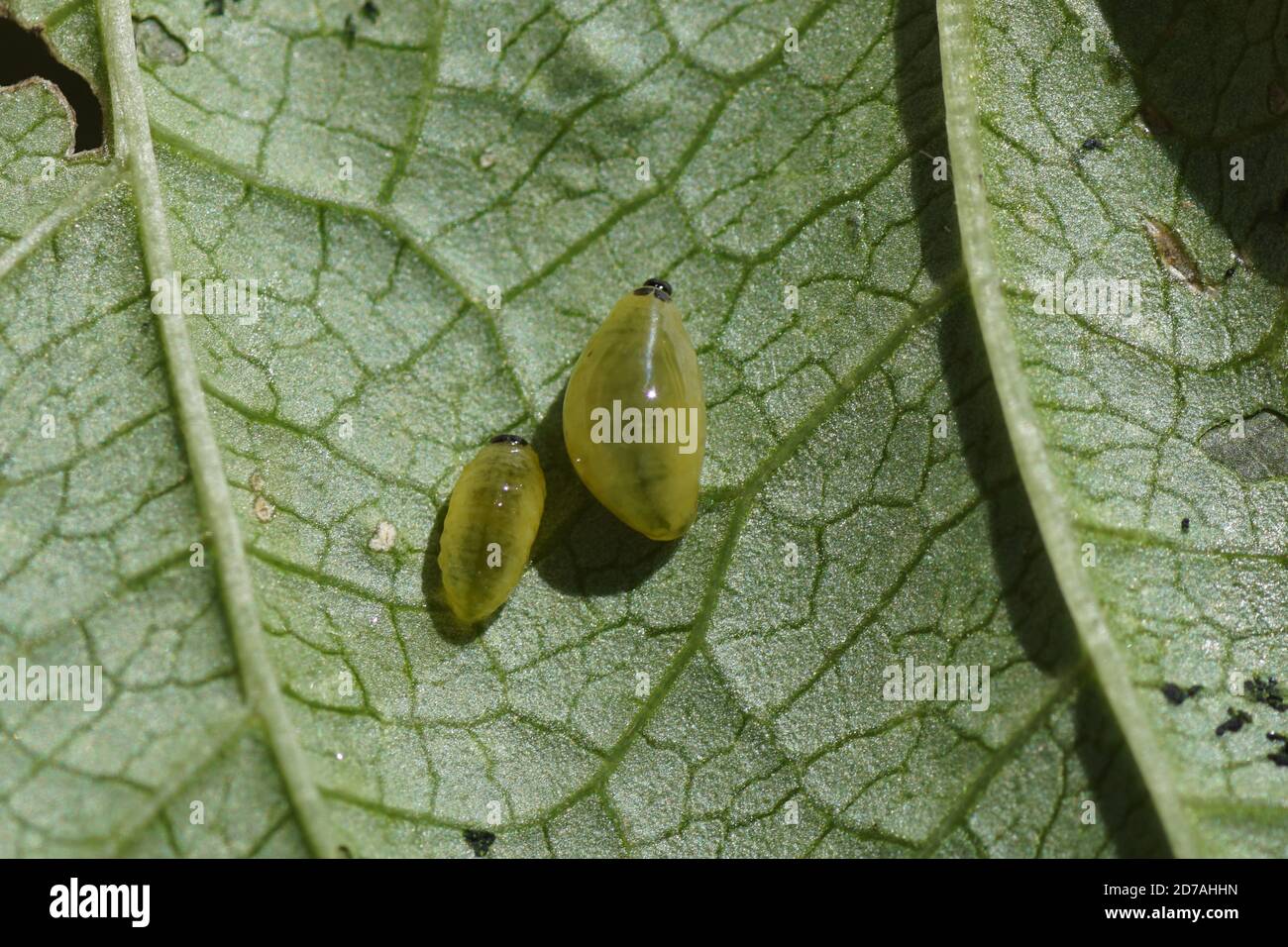 Larvae of Cionus weevils, family Curculionidae on Common figwort ...
