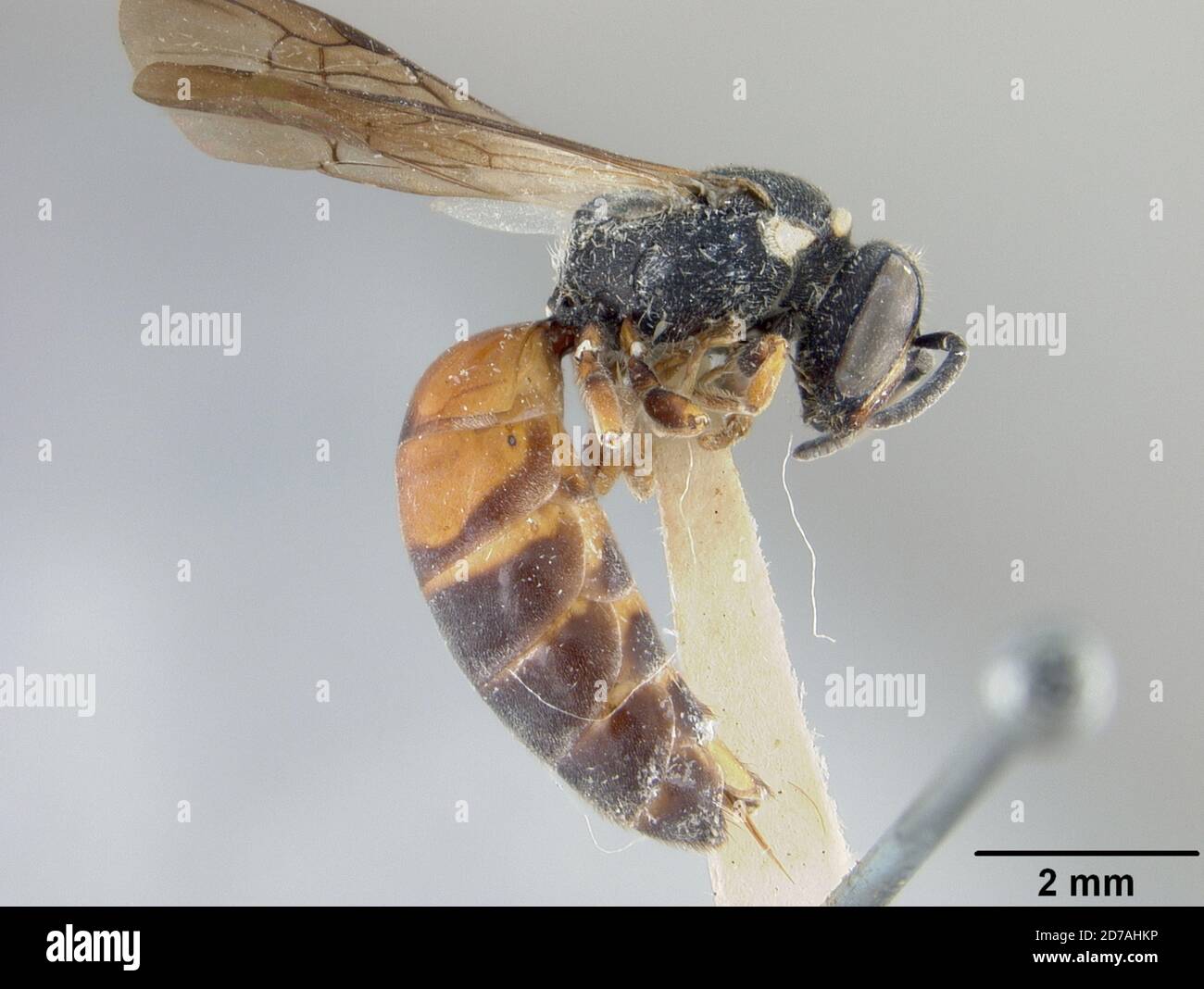 Volusiensis mitchell hi-res stock photography and images - Alamy