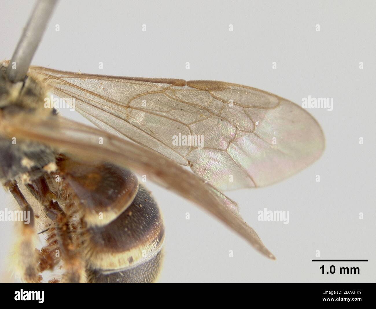 1920 animalia hi-res stock photography and images - Alamy