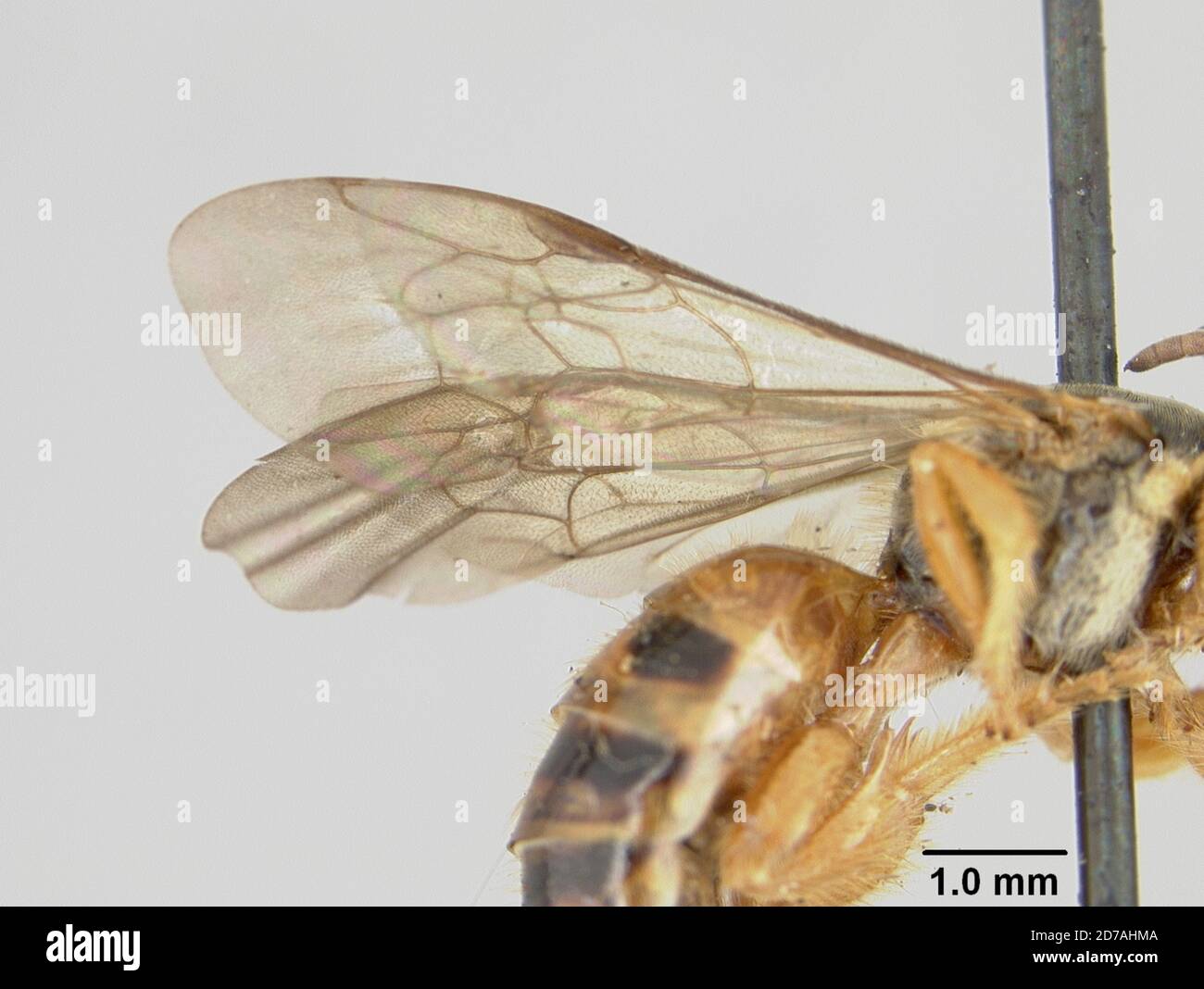 Nomia bantarica cockerell hi-res stock photography and images - Alamy