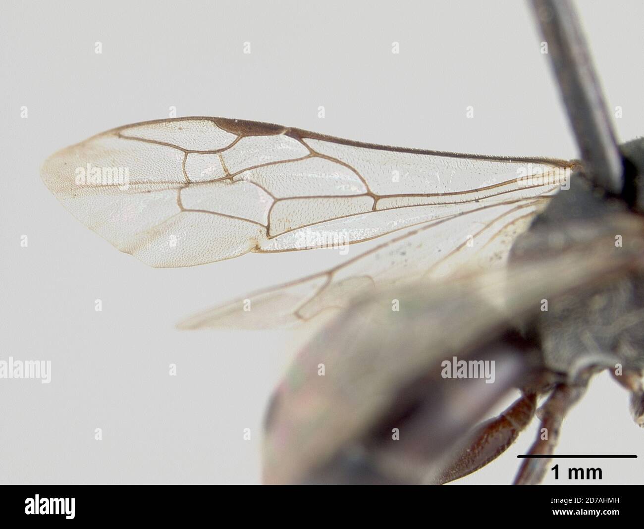 Pinned, Manila, P.I., Rizal, Philippines, Prosopis tagala Ashmead, 1905 ...