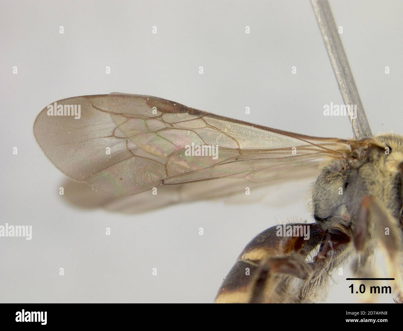 1920 animalia hi-res stock photography and images - Alamy