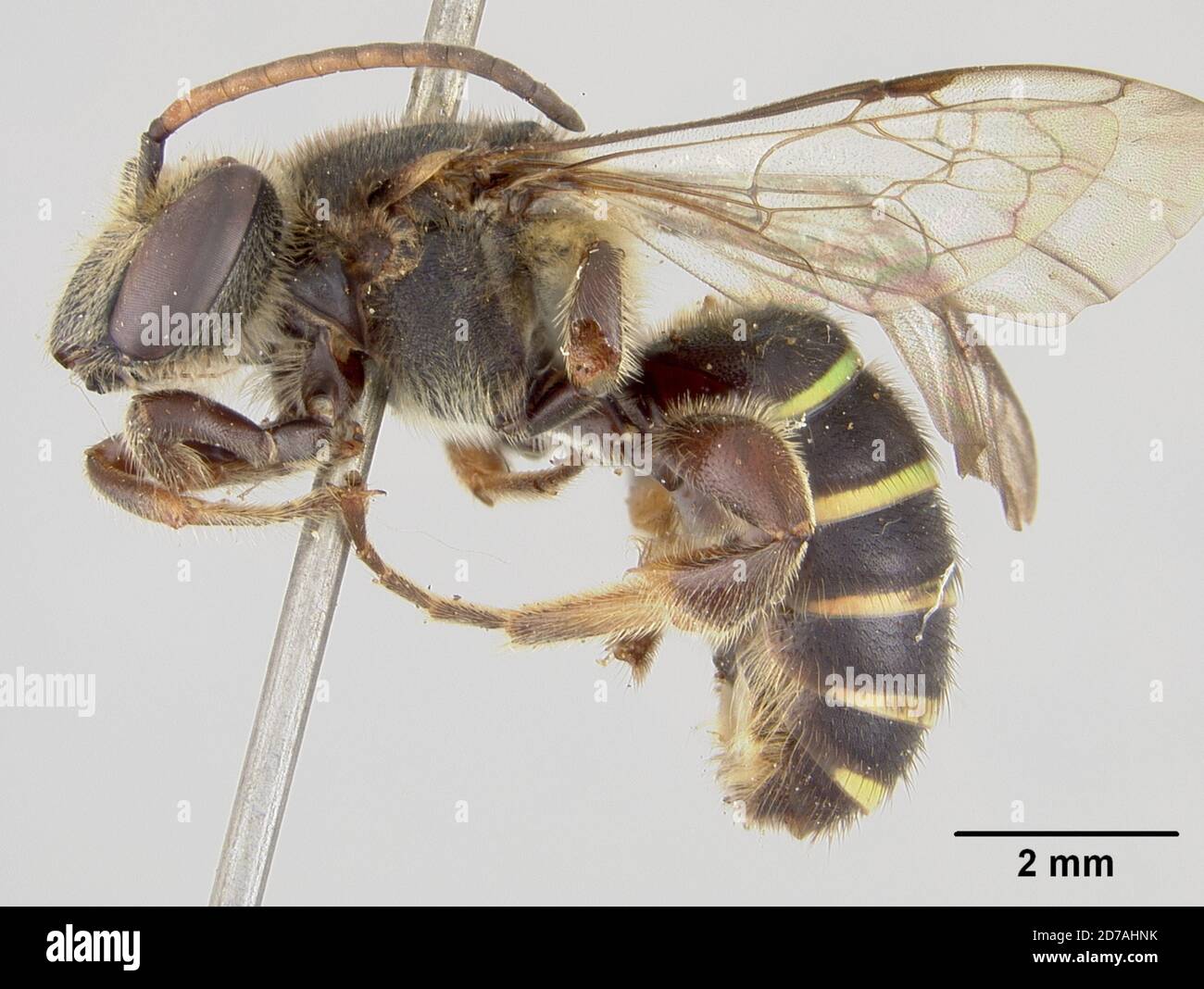 Pinned, P. Princesa, Palawan, Palawan, Philippines, Nomia lusoria ...