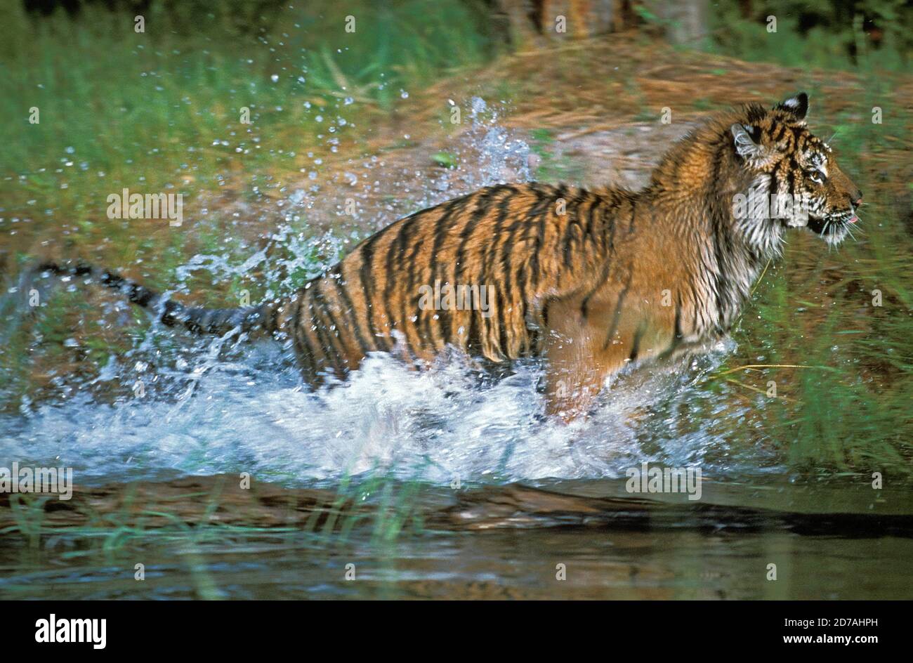 Tiger running profile hi-res stock photography and images - Alamy