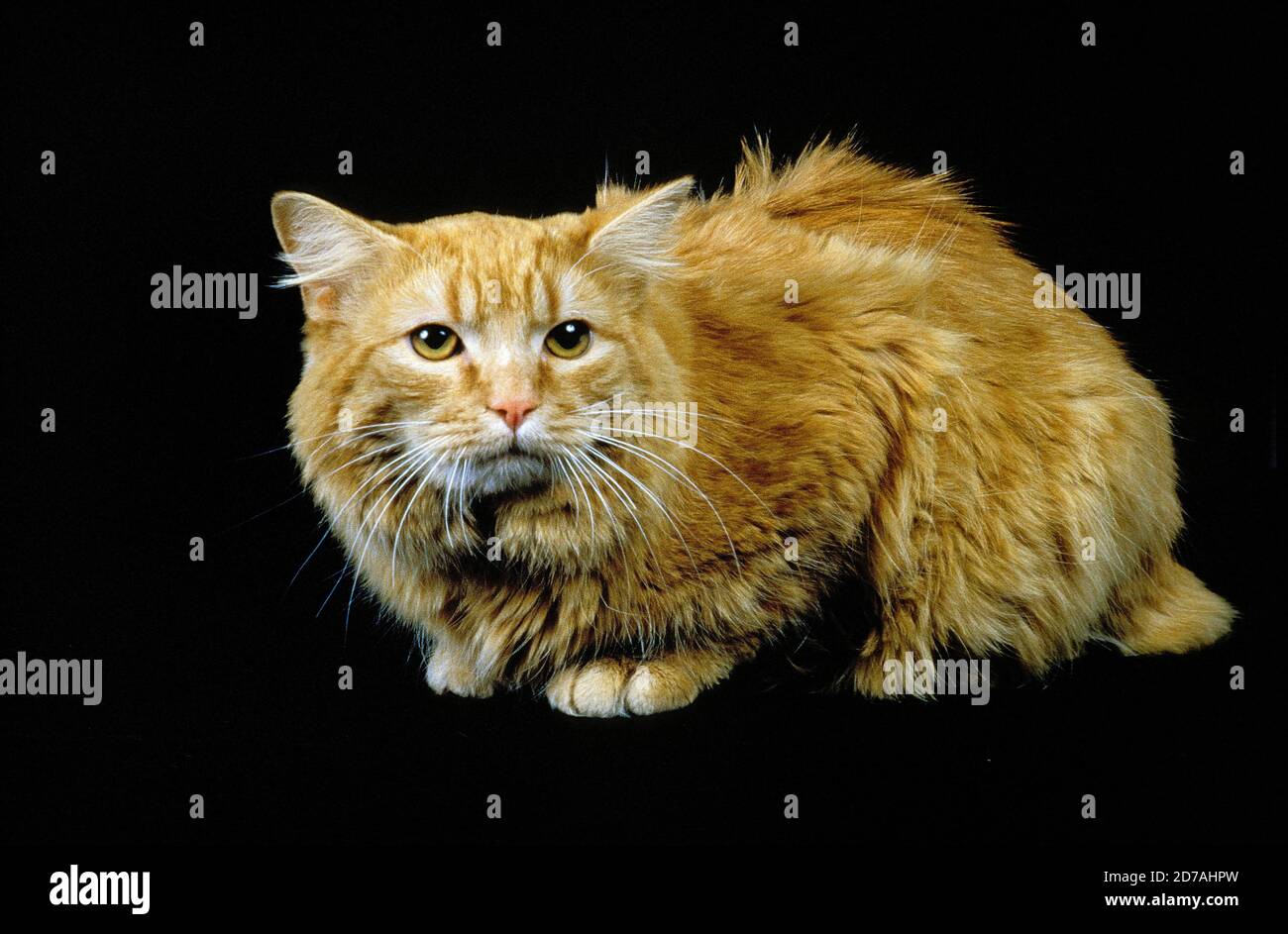 Cymric cat hi-res stock photography and images - Alamy