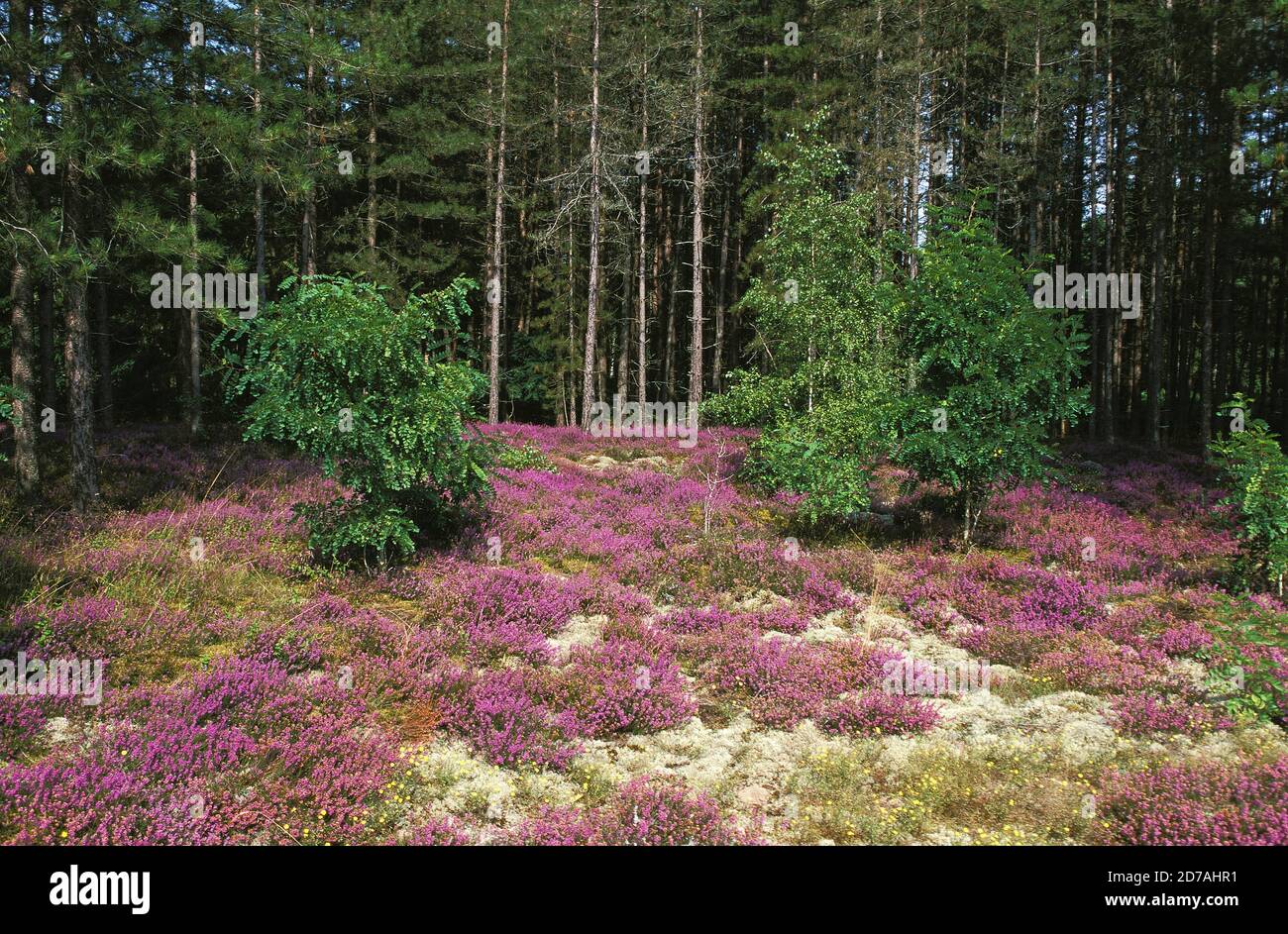 PINE FOREST AND HEATHER IN SOLOGNE, A FRENCH REGION Stock Photo - Alamy