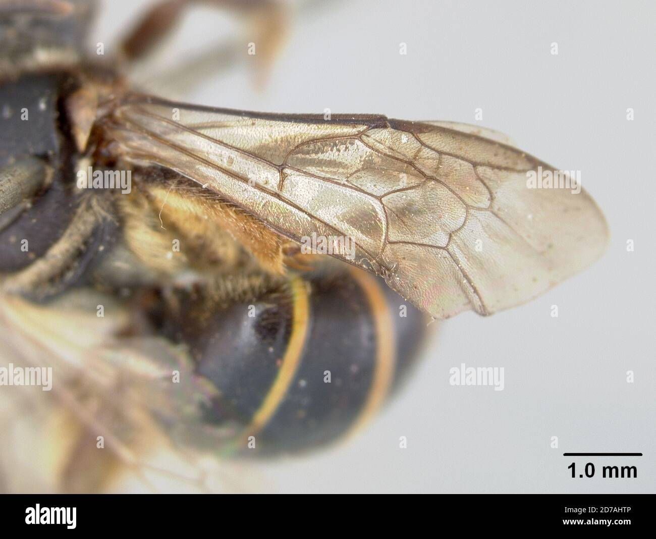 Pinned, Selangor, Malaysia, Nomia selangorensis Cockerell, 1920 ...