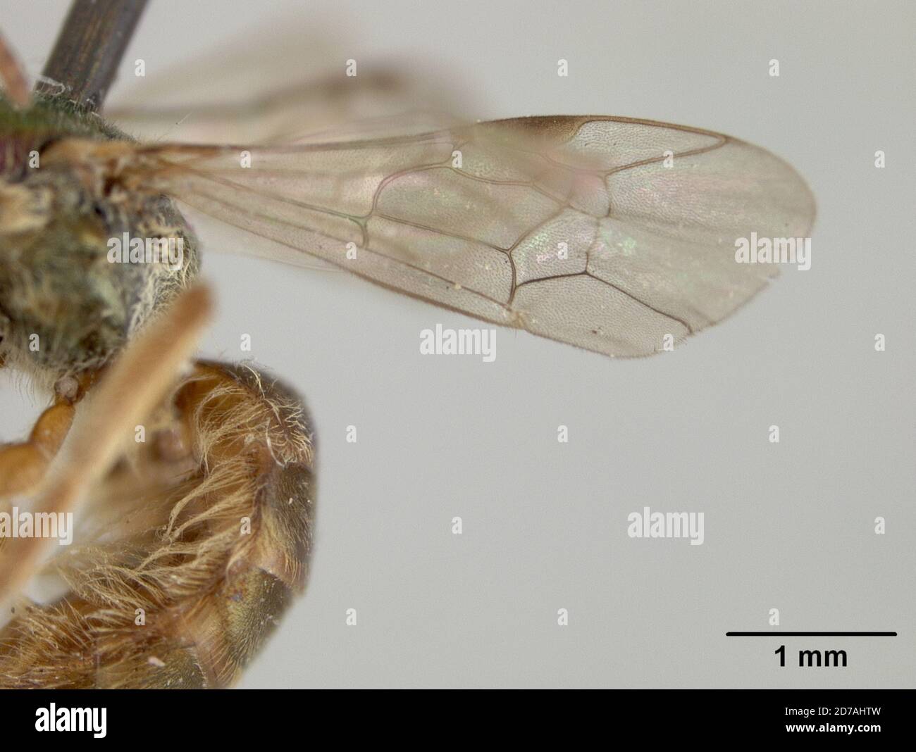 Auriger krombein hi-res stock photography and images - Alamy