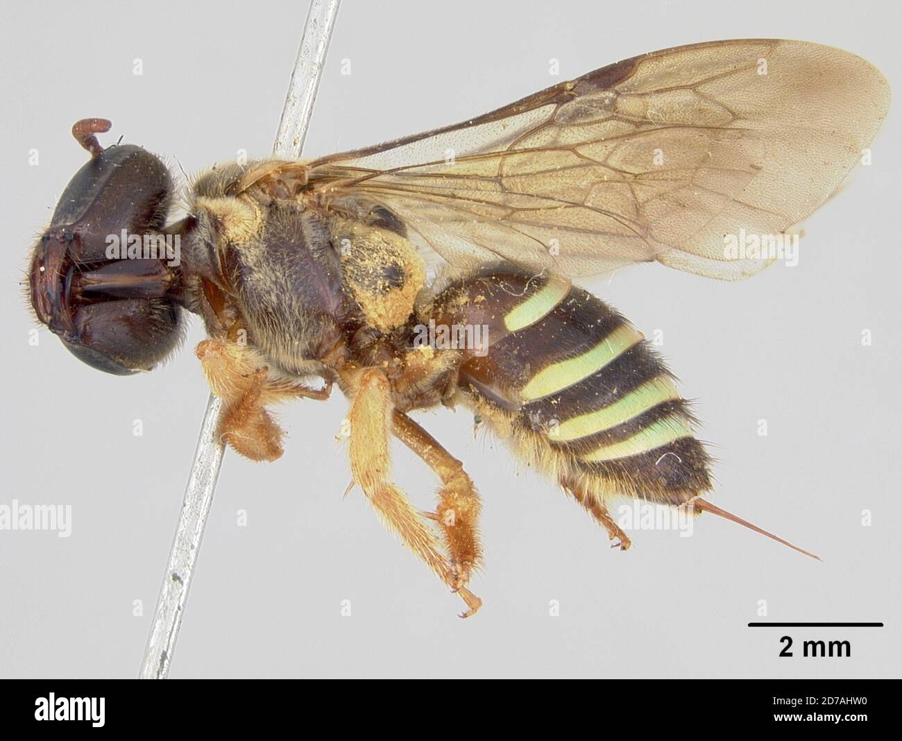 Pinned, Sandakan, Borneo, Sabah, Malaysia, Nomia tuberculifrons ...