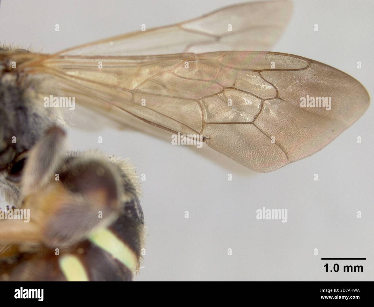 Pinned, Eleuthera, Bahamas, Nomia wickhami Ashmead, 1896, Animalia ...