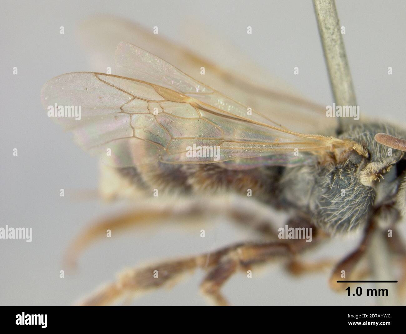 Pinned, Boulder, Colorado, United States, Halictus arapahonum Cockerell ...