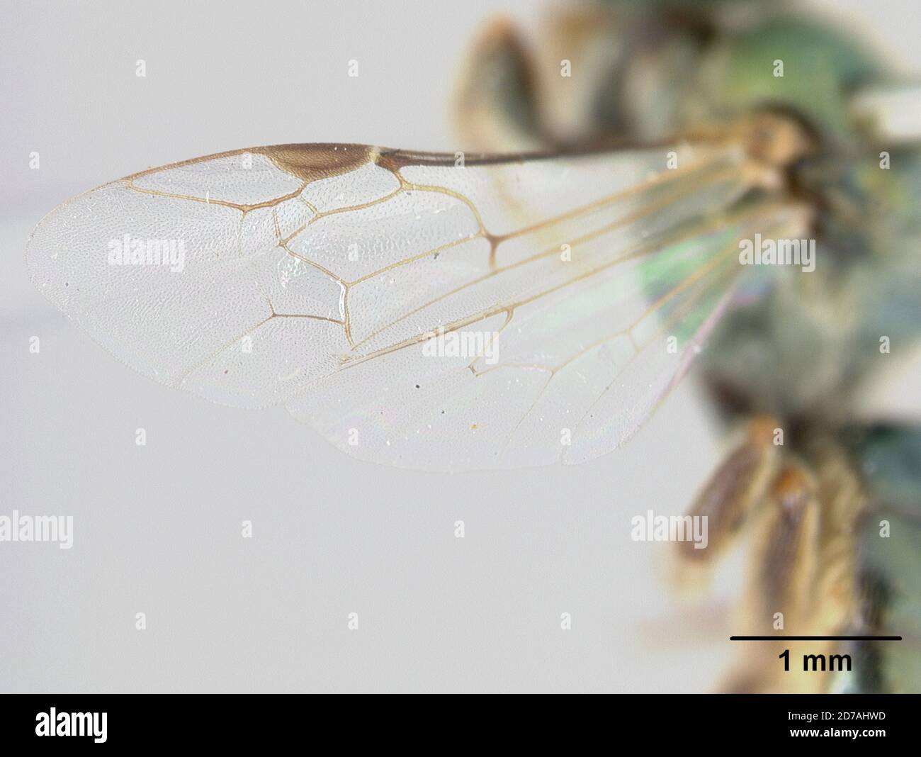 Pinned, Manila, Rizal, Philippines, Halictus adonidiae Cockerell, 1926 ...