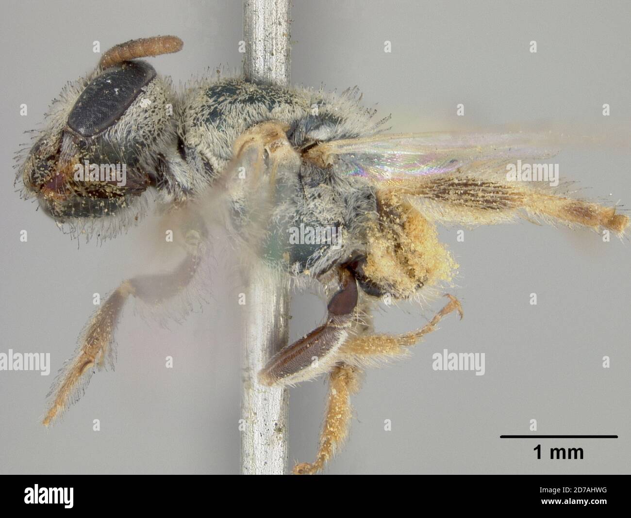 Halictus araxanellus bluthgen hi-res stock photography and images - Alamy