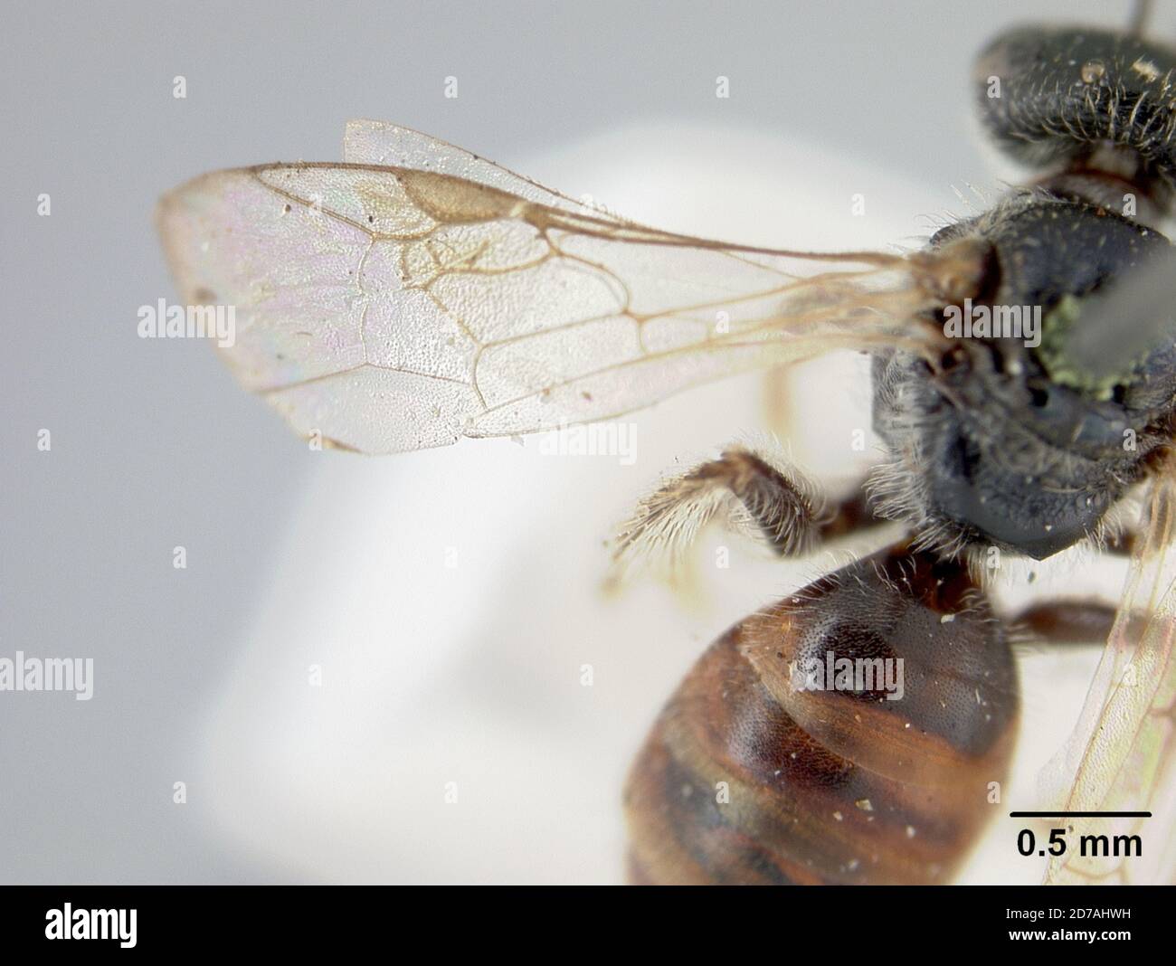 Pinned, Queensland, Australia, Halictus erythrurus atrocyaneus ...