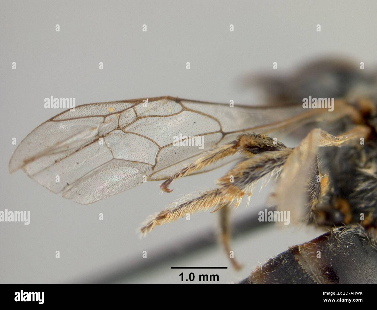 Halictus bentoni cockerell hi-res stock photography and images - Alamy