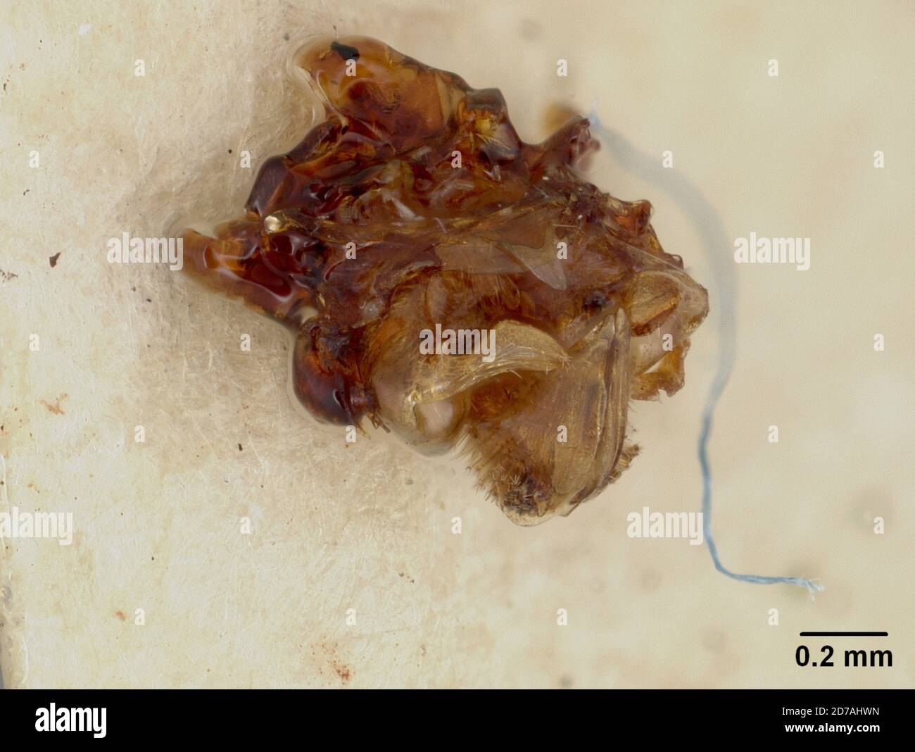 Winklesprint hi-res stock photography and images - Alamy