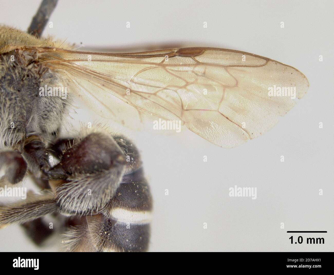 Pinned, Manila, P.I., Philippines, Paranomia stantoni Ashmead, 1904 ...