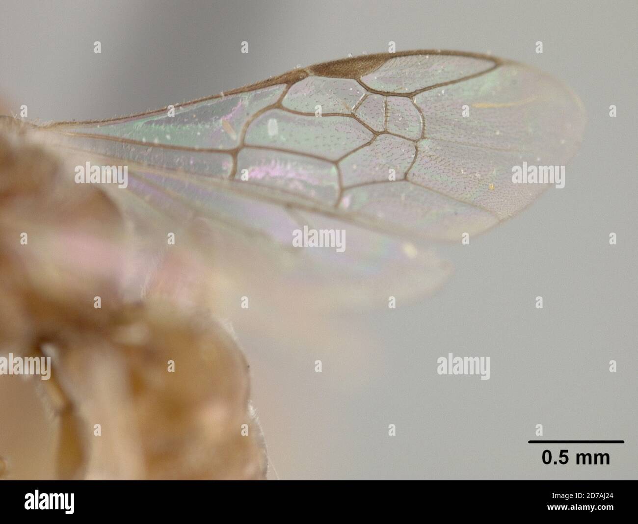 Pinned, Liguanea Plain, Jamaica, Jamaica, Halictus (Chloralictus ...