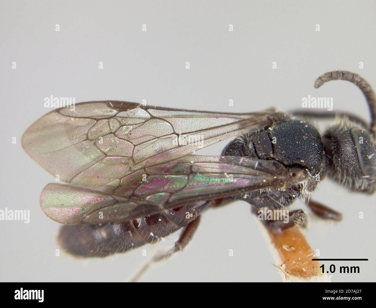 1918 animalia hi-res stock photography and images - Alamy