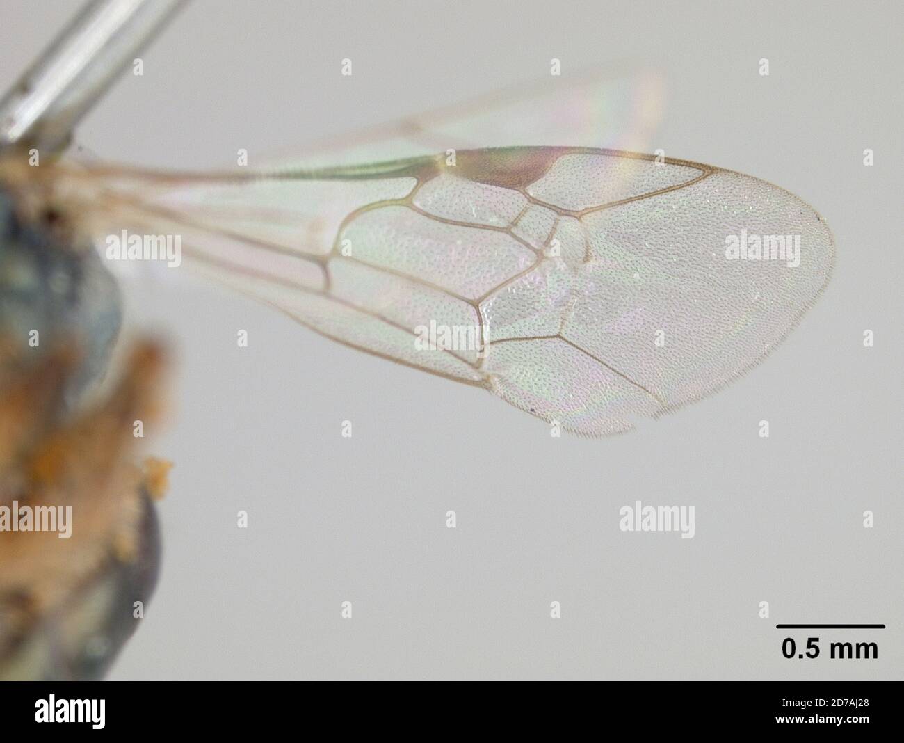 Halictus crotalariae cockerell hi-res stock photography and images - Alamy