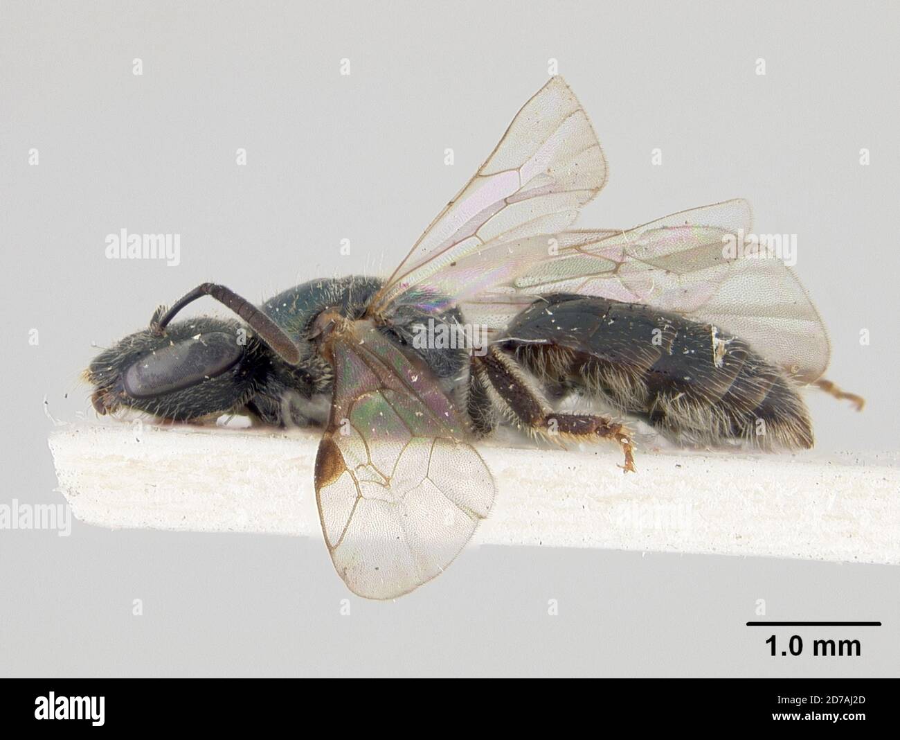 Pinned, Launceton, Tasmania, Australia, Halictus demissus Cockerell ...