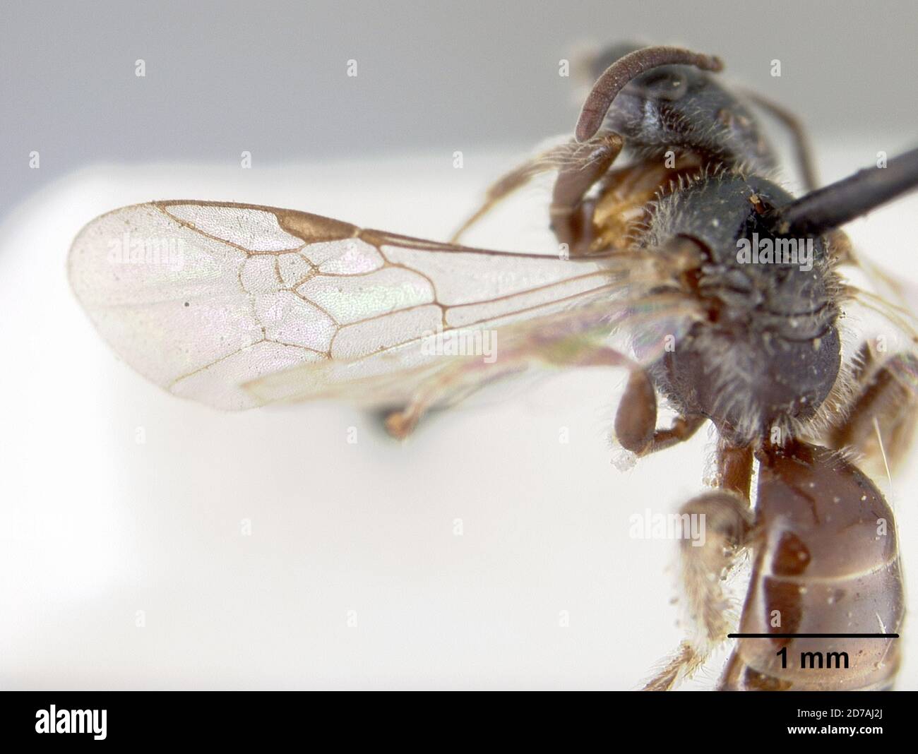 Halictus burnupi cockerell hi-res stock photography and images - Alamy