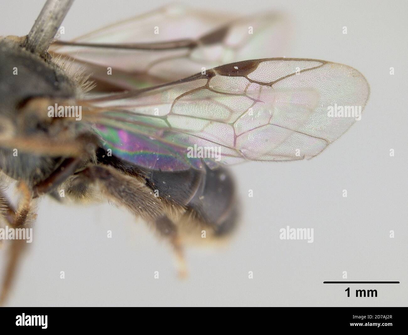 Pinned, P. Princesa, Palawan, Palawan, Philippines, Halictus caroli ...