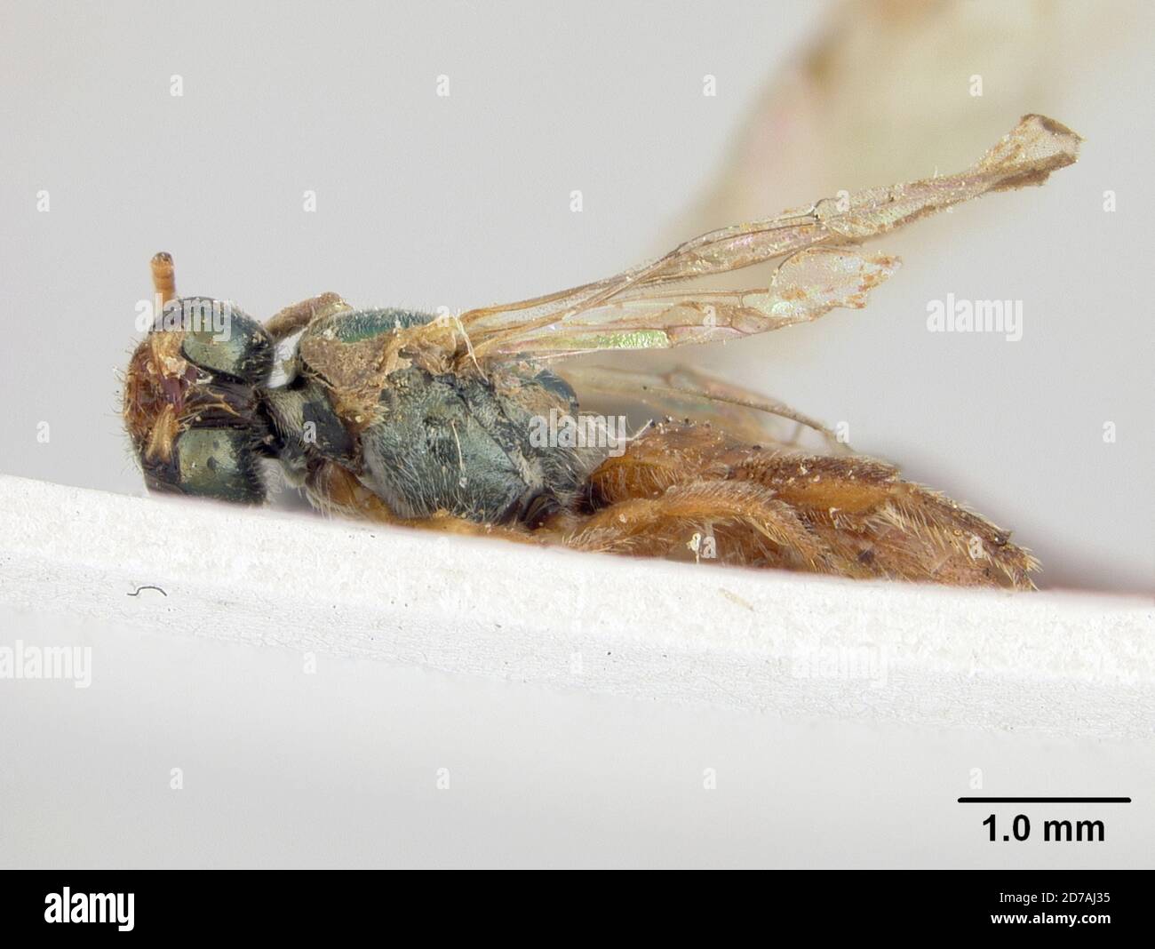 Halictus dotatus cockerell hi-res stock photography and images - Alamy