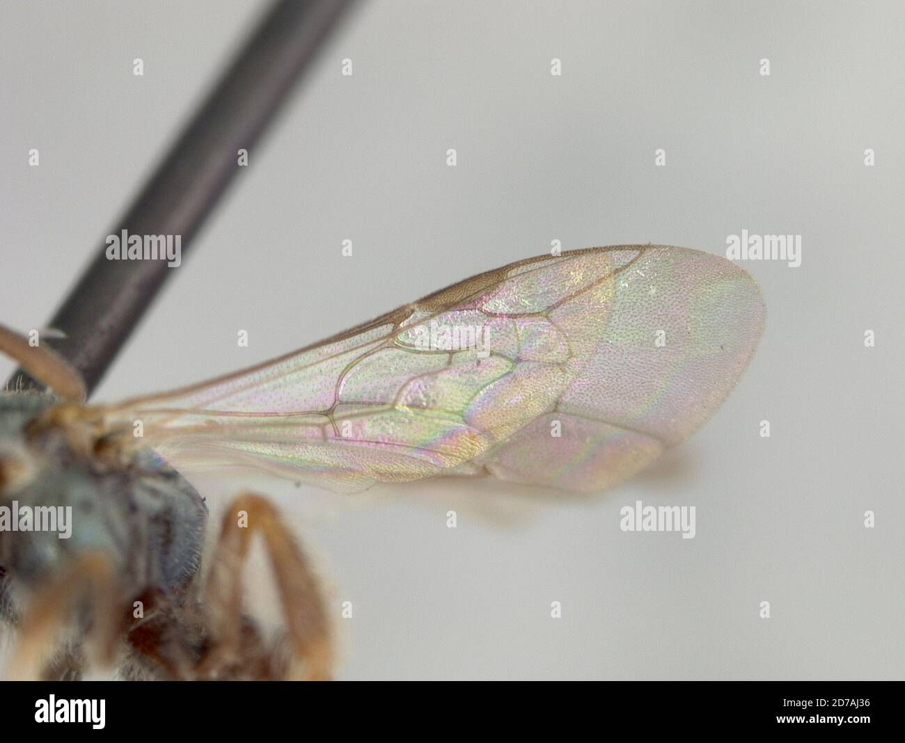 Halictus hiemalis cockerell hi-res stock photography and images - Alamy