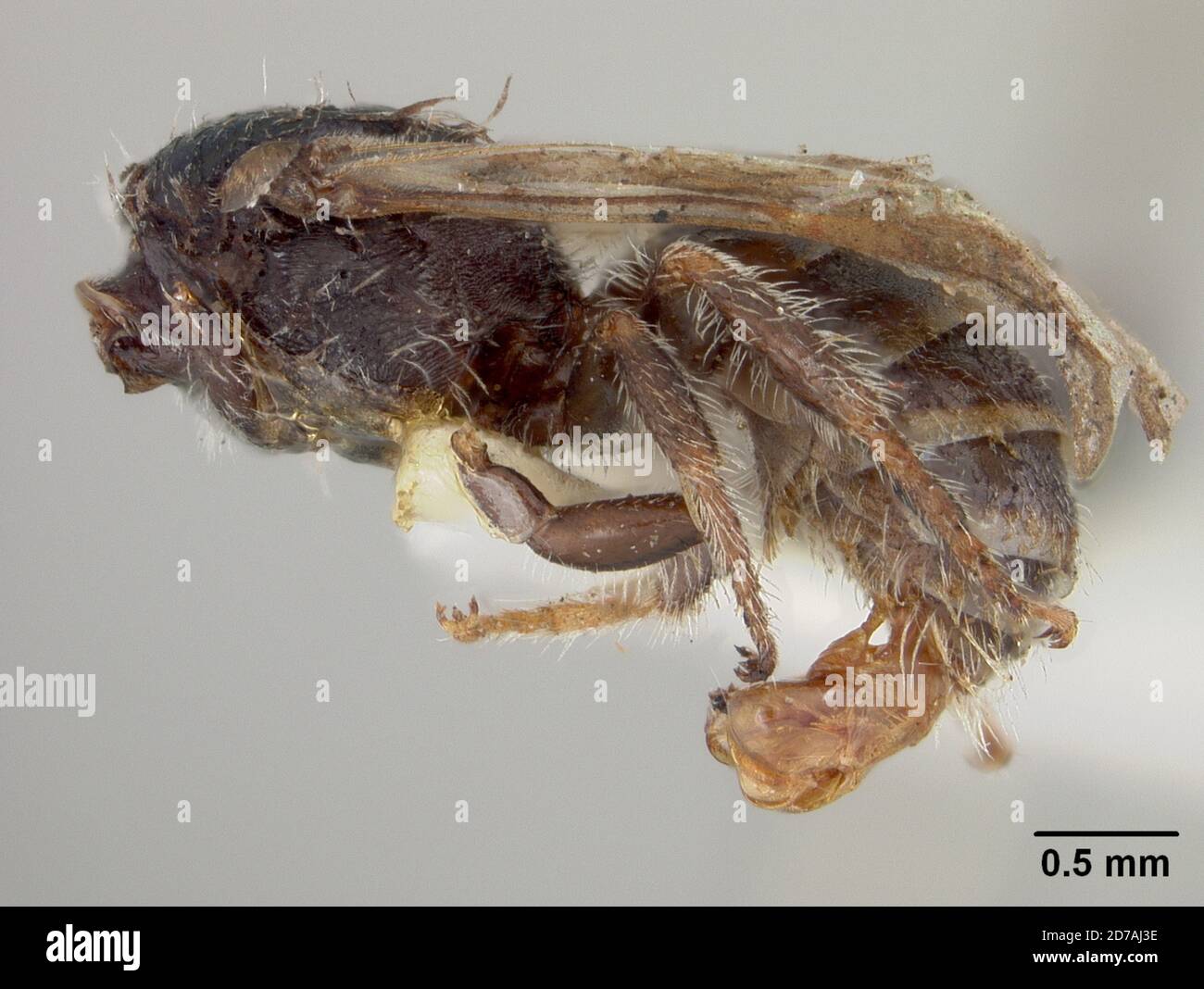 Pinned, New South Wales, Australia, Halictus haematostoma Cockerell ...