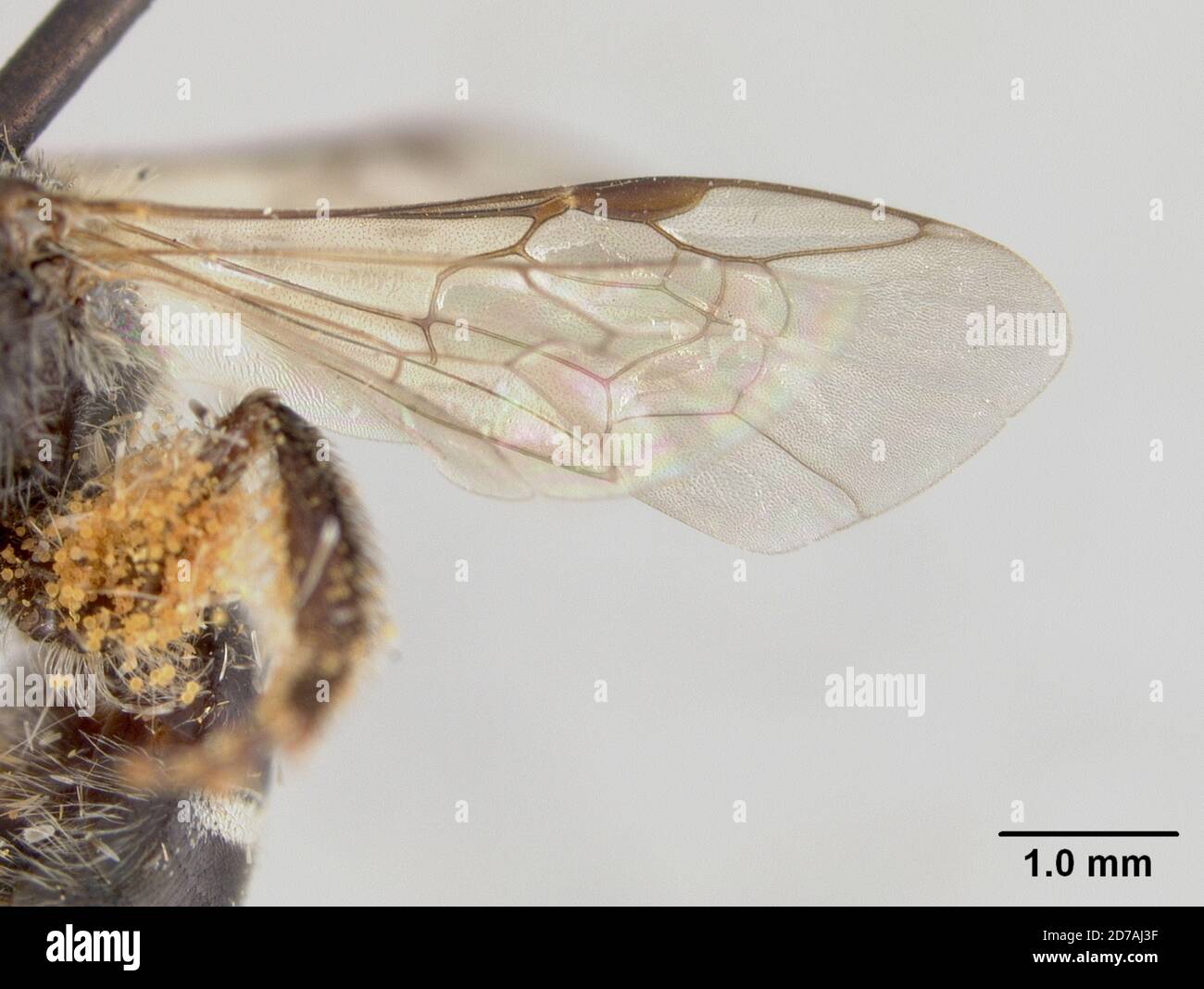 Pinned, Nan, Siam, Nan, Thailand, Halictus albescens convolvuli ...